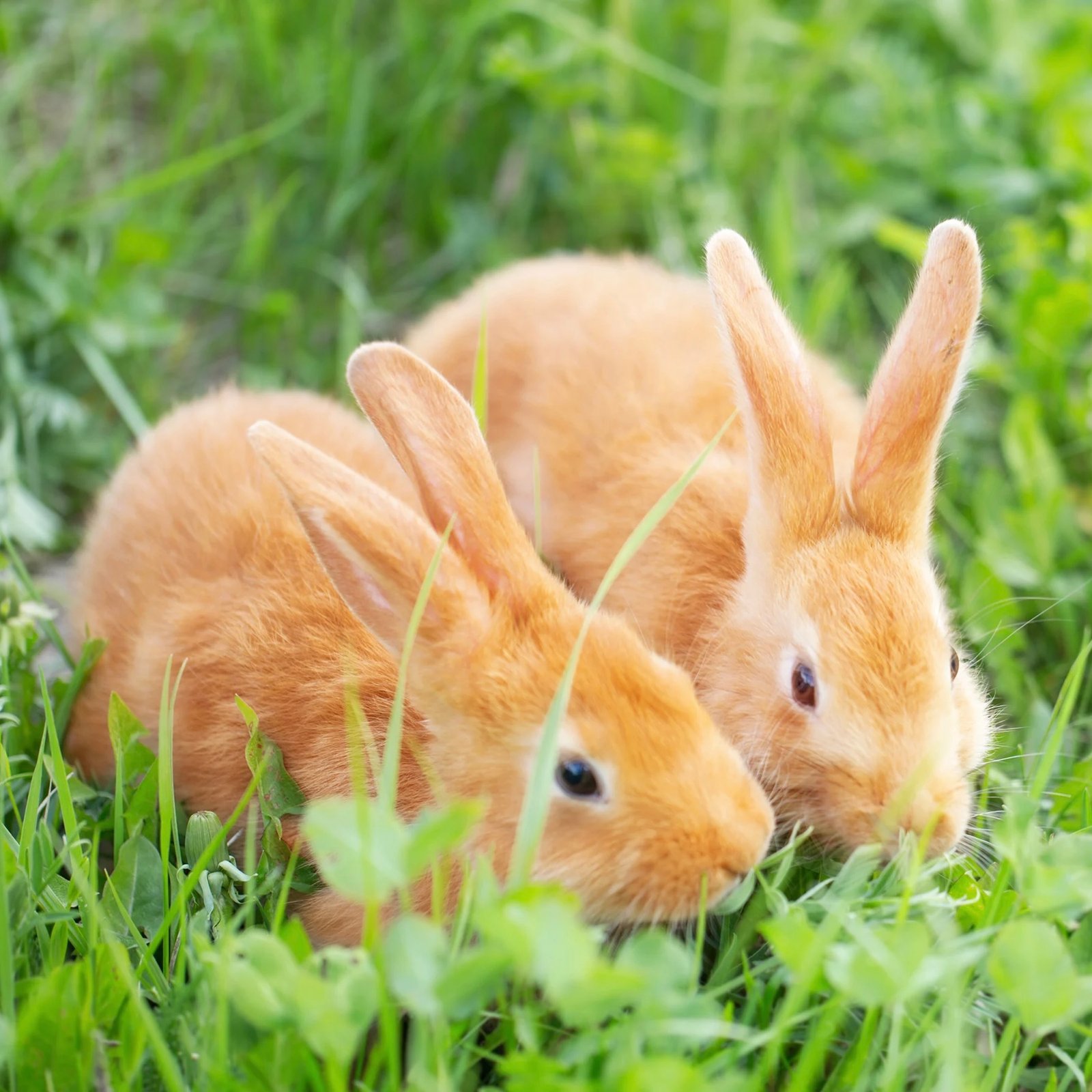 The Pet Centre Truro
